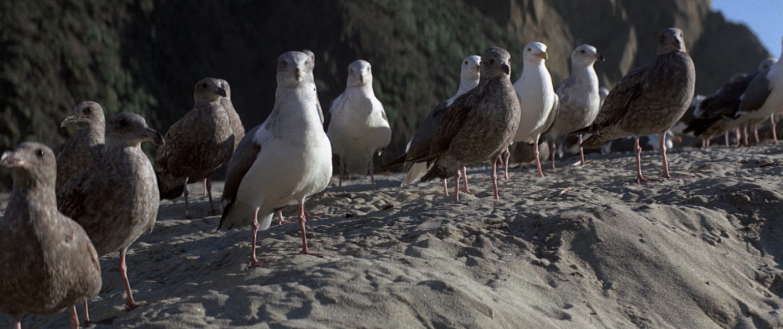 Blu-ray Review: JONATHAN LIVINGSTON SEAGULL (1973)