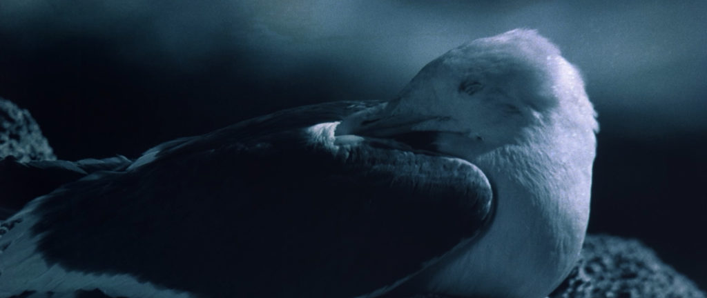 Blu-ray Review: JONATHAN LIVINGSTON SEAGULL (1973)